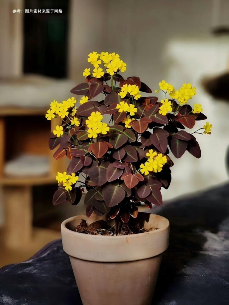 火星酢漿草Fire Fern (Oxalis hedysaroides 'Rubra') - Herethere Aquascaping