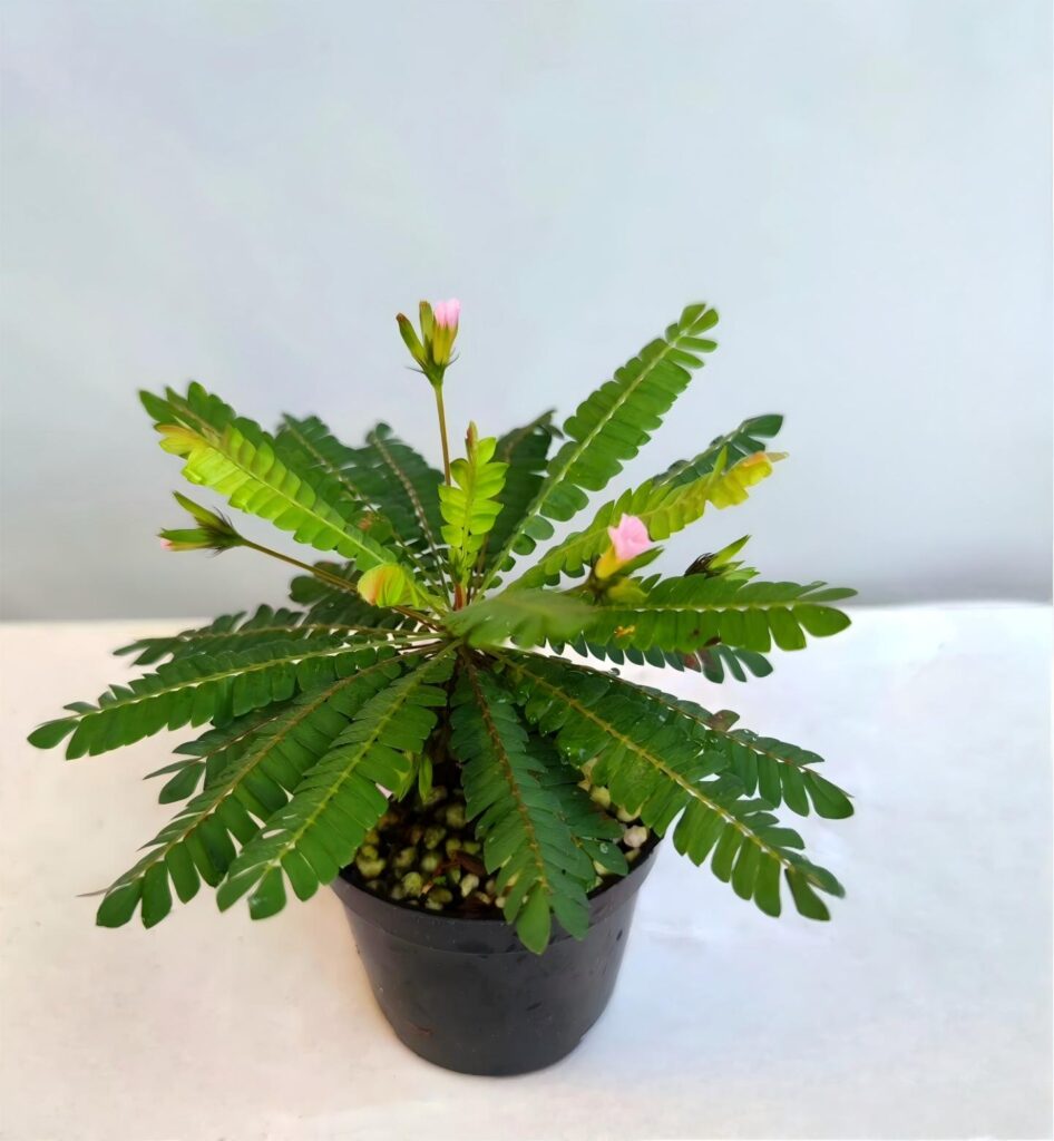 感應草 Biophytum sp. - Herethere Aquascaping